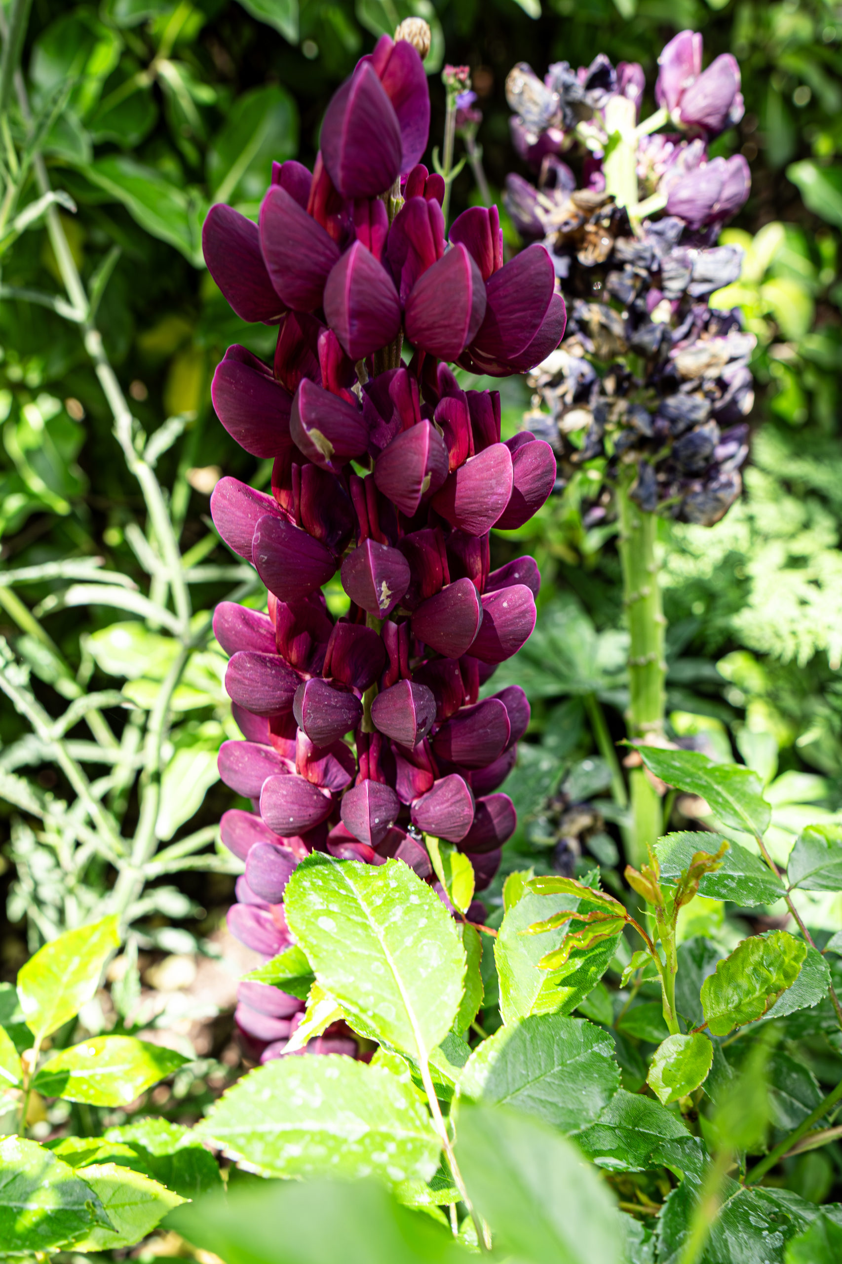 Lupinus 'Masterpiece' - Randle Siddeley