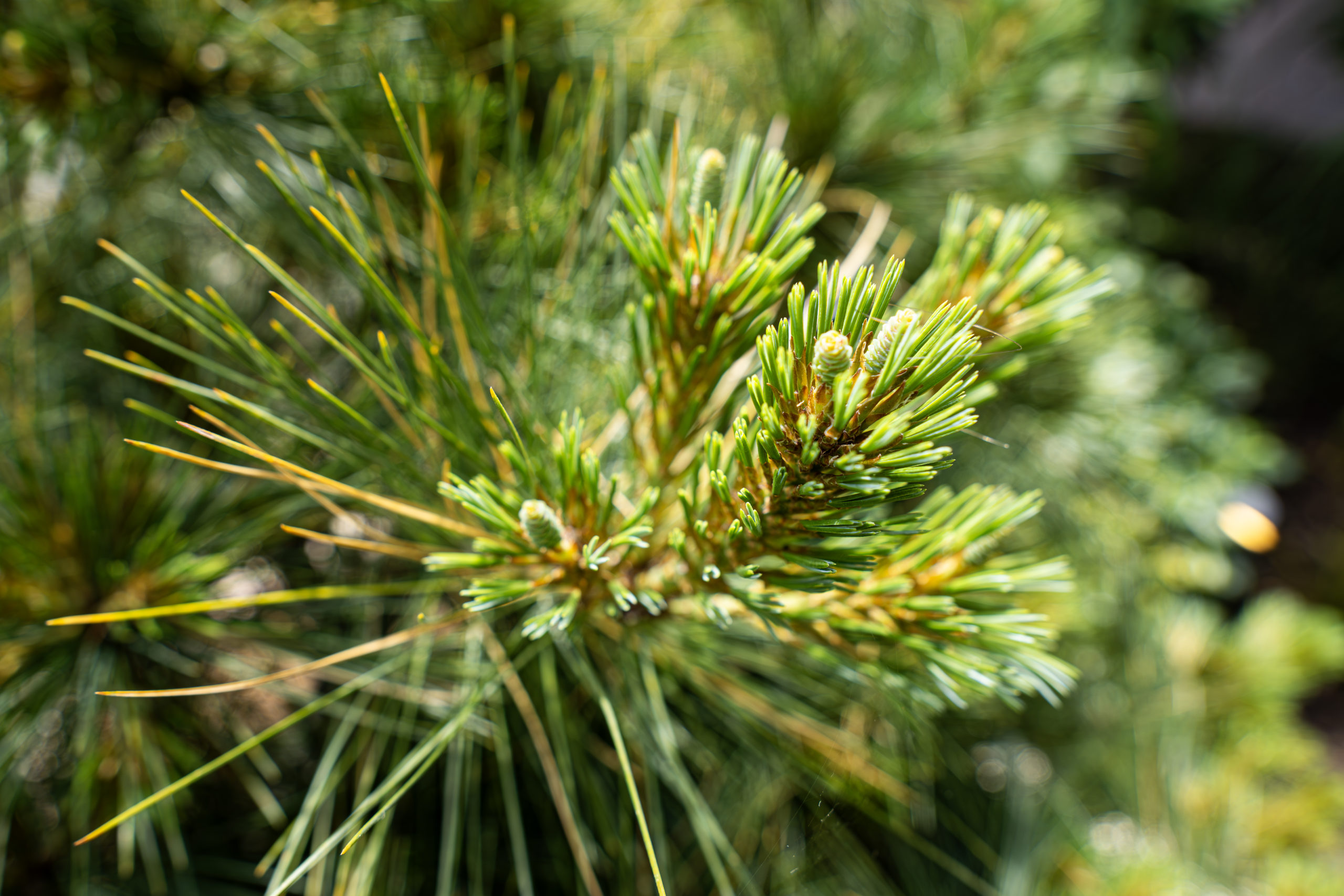 Pinus Mugo 'Mops' - Randle Siddeley